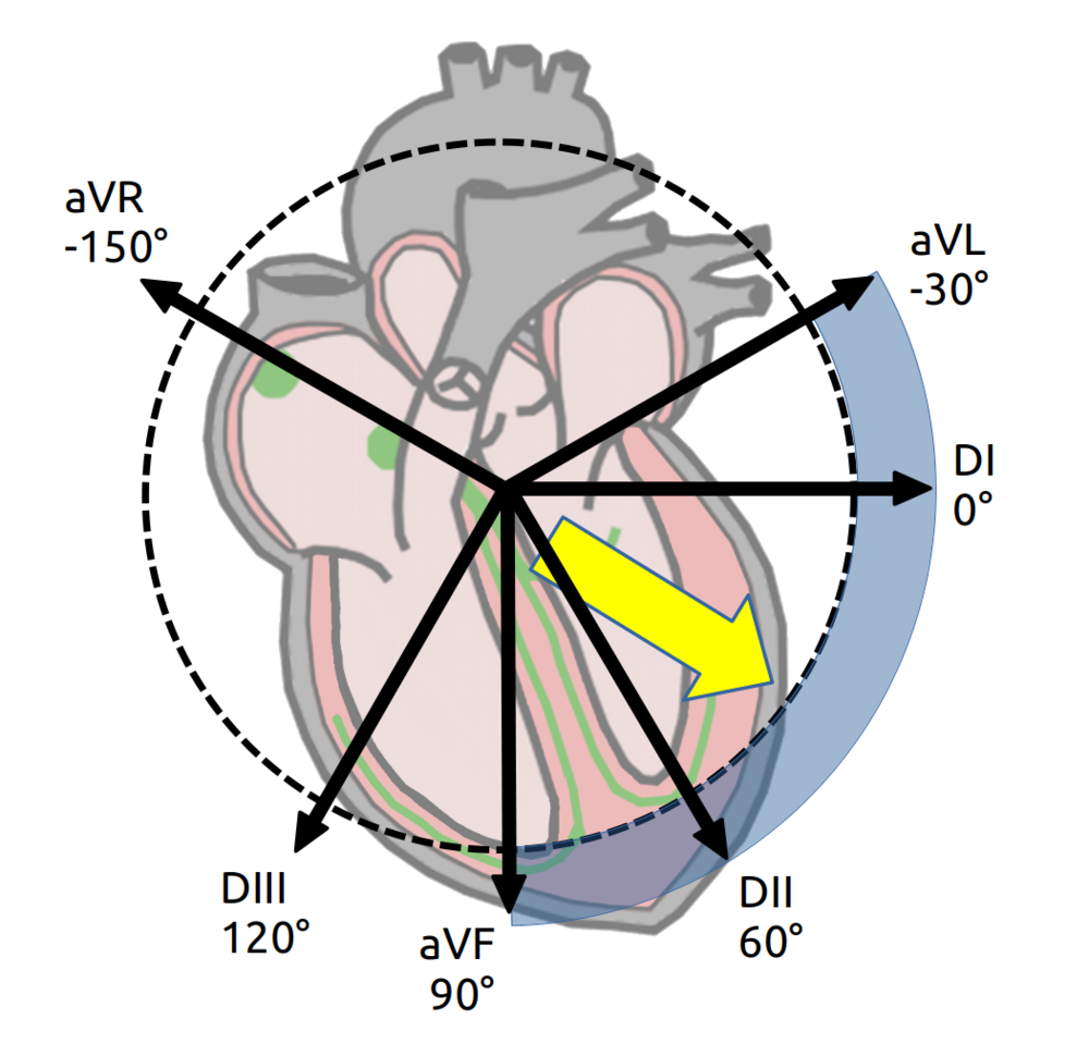 Electrocardiogramme normal — Uness Cardiologie